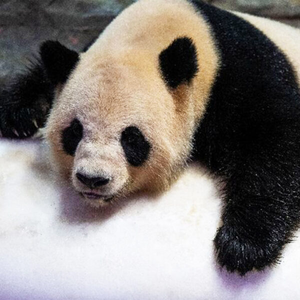 2 GIANT PANDAS IN THE DESERT | PANDA HOUSE, AL KHOR, QATAR | MAT ZOOS