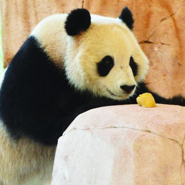 2 GIANT PANDAS IN THE DESERT | PANDA HOUSE, AL KHOR, QATAR | MAT ZOOS