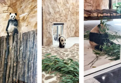 2 GIANT PANDAS IN THE DESERT | PANDA HOUSE, AL KHOR, QATAR | MAT ZOOS