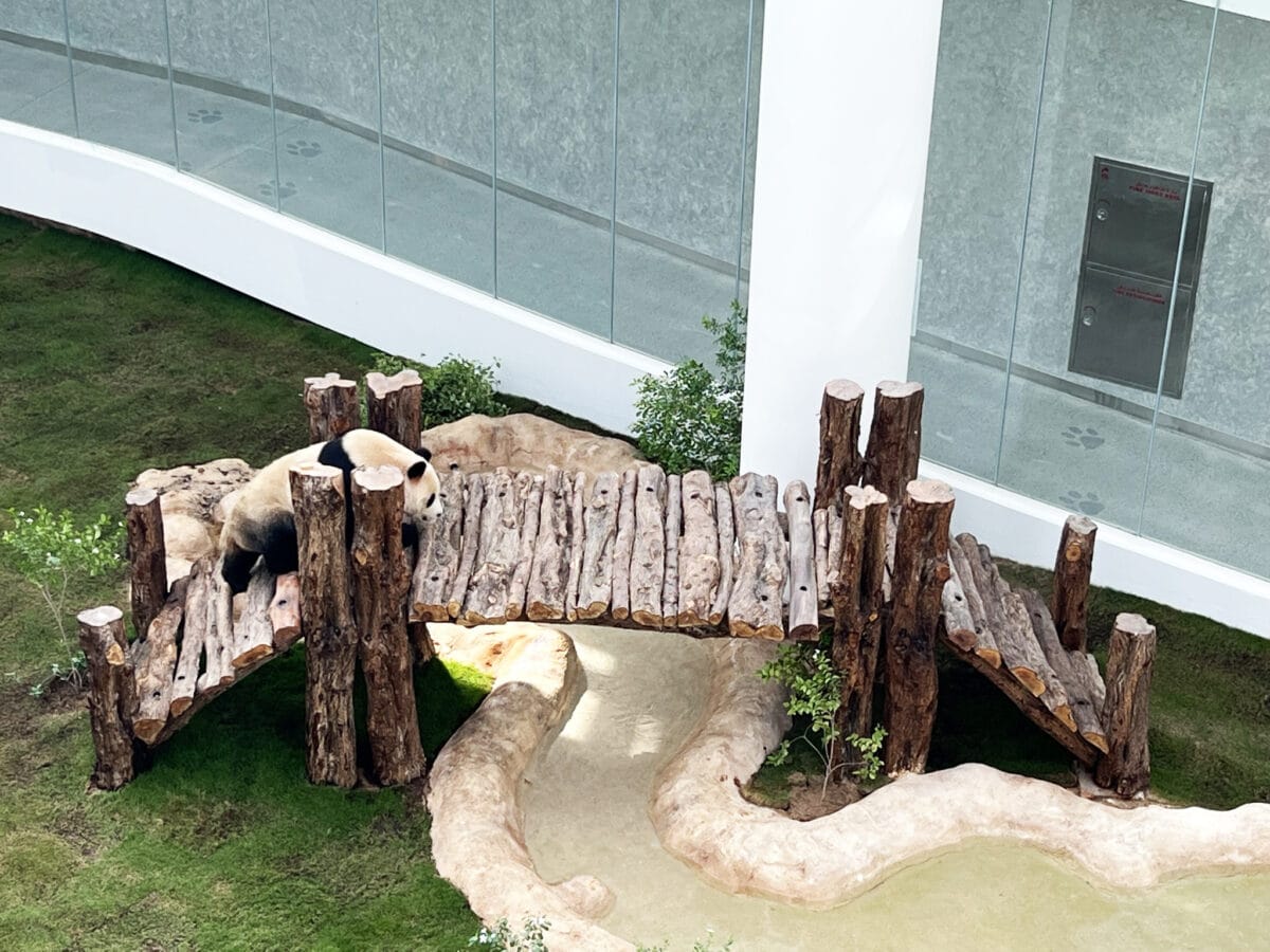 2 GIANT PANDAS IN THE DESERT | PANDA HOUSE, AL KHOR, QATAR | MAT ZOOS