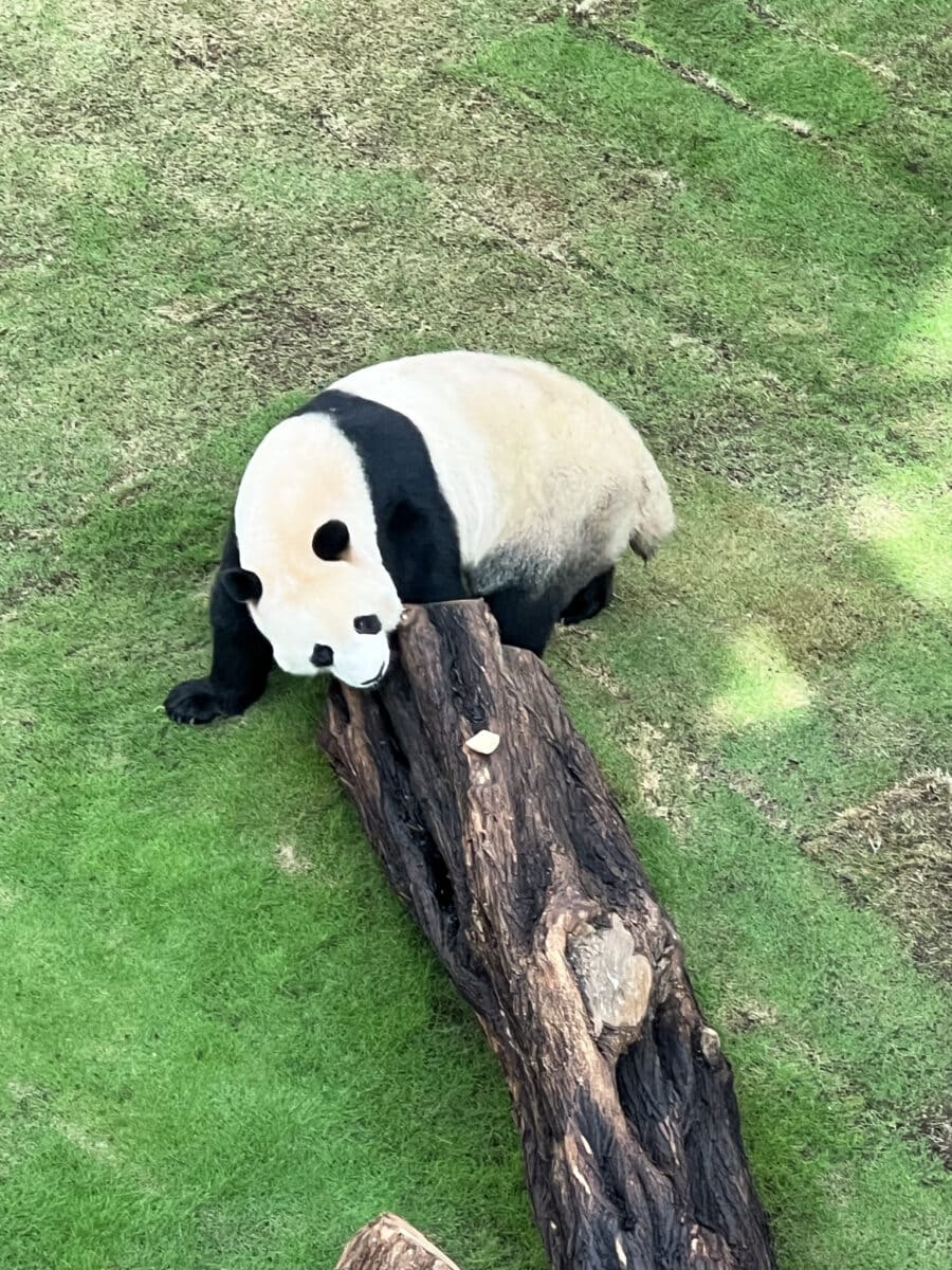2 GIANT PANDAS IN THE DESERT | PANDA HOUSE, AL KHOR, QATAR | MAT ZOOS
