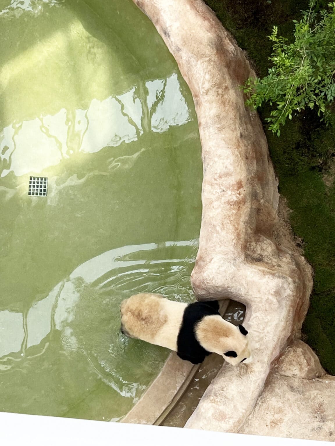 2 GIANT PANDAS IN THE DESERT | PANDA HOUSE, AL KHOR, QATAR | MAT ZOOS