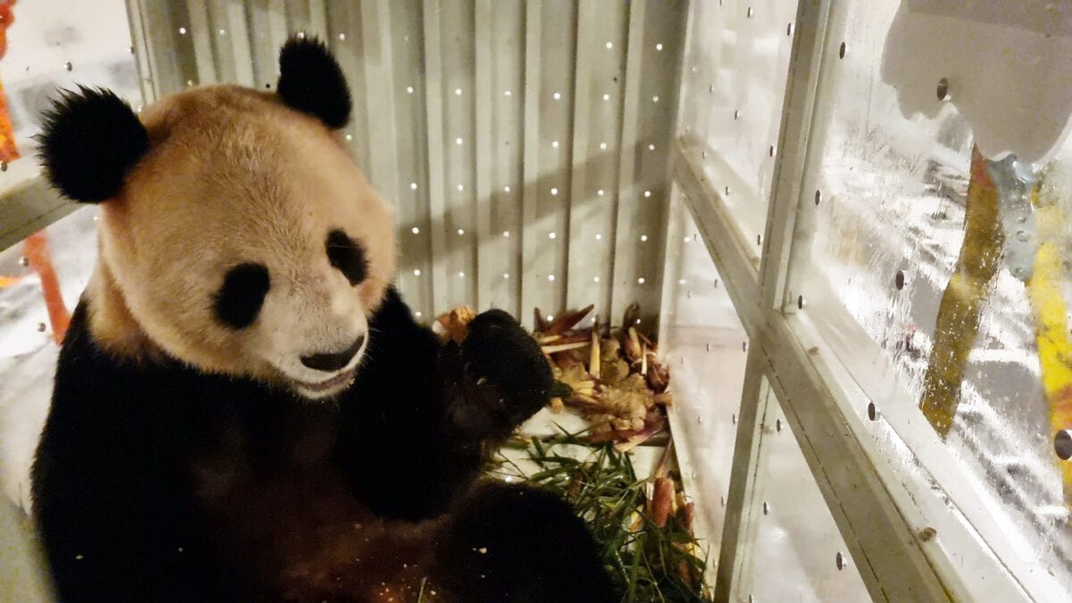 2 GIANT PANDAS IN THE DESERT | PANDA HOUSE, AL KHOR, QATAR | MAT ZOOS