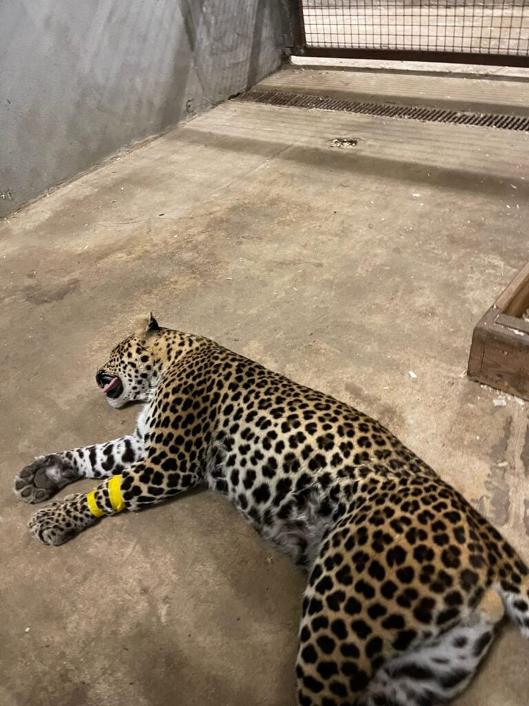 Veterinary Services | MAT ZOOS