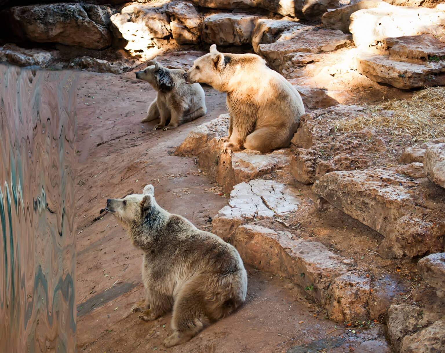 Concept Design & Review for Zoos & Aquariums | MAT ZOOS