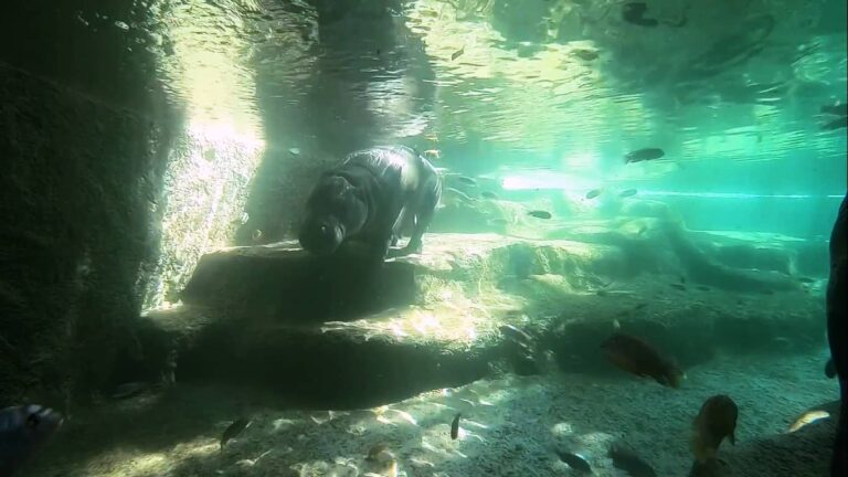 Loro Parque Zoo Pygmy Hippos | MAT ZOOS